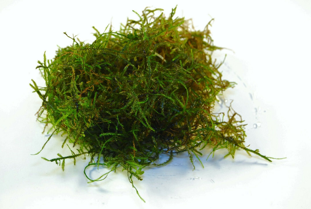 Live Java Moss Plant- Live Aquarium Plants, Pond Plants, Fish Food, Pet ...