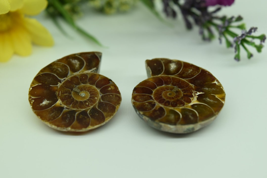 Brown Split Ammonite Shell Pair - Rock Collection, Gemstones, Decor ...