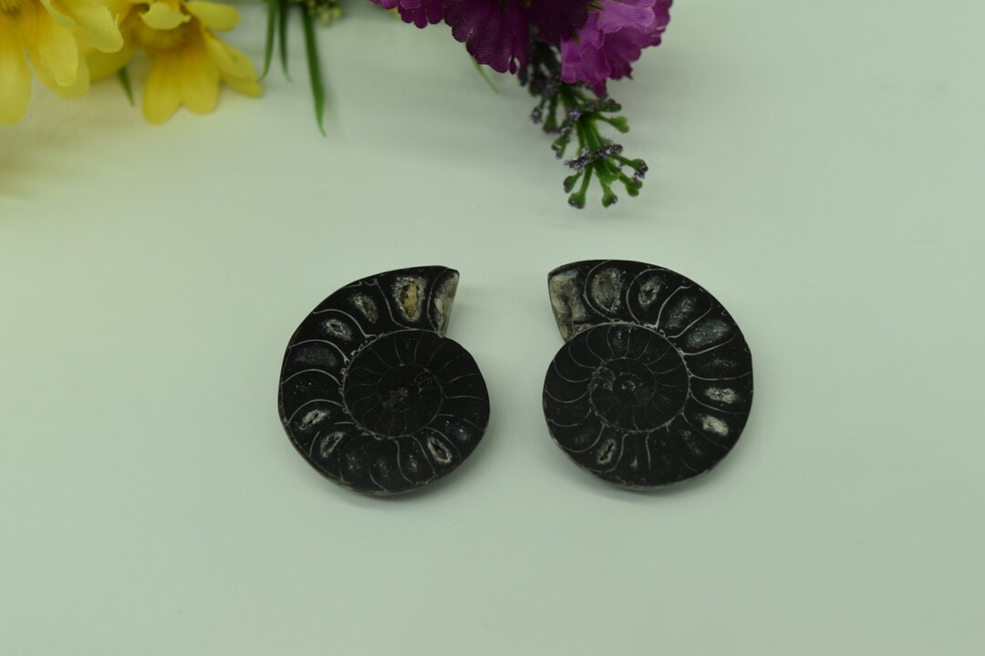 Rare Black Split Ammonite Shell Pair -, , Crystal, Stone, Rock ...