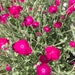 100 Rose Campion Seeds Hot Pink Flower Seeds - Etsy