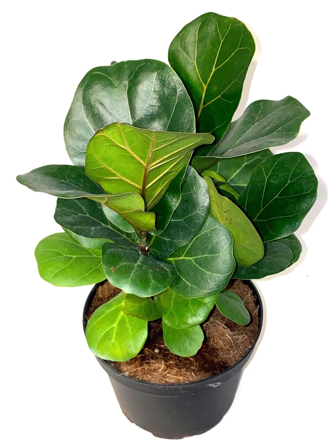 Live Fiddle Leaf Fig-houseplant, Terrarium, Vivarium Plant, Houseplant ...