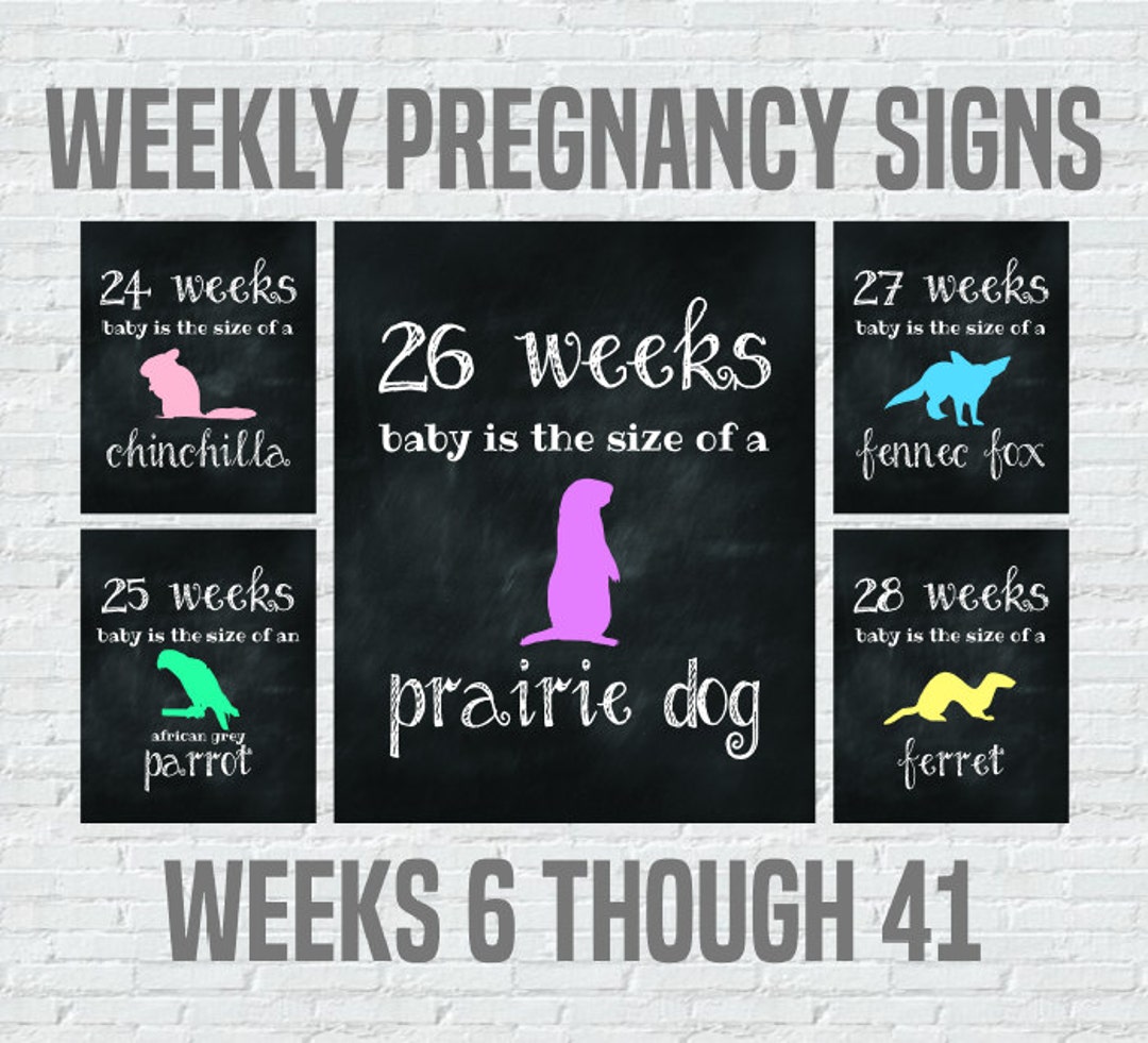 Weekly Pregnancy Signs, Baby Size Compared to ANIMALS, Weeks 6-41 ...