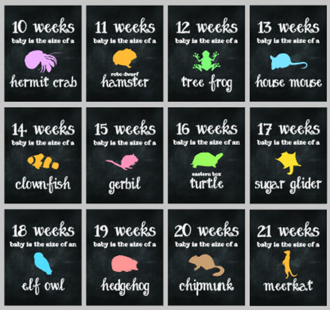 Weekly Pregnancy Signs, Baby Size Compared to ANIMALS, Weeks 6-41 ...