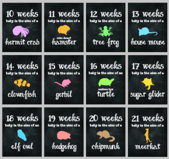Pin On Baby Sizes By Week Pregnancy Bump Baby Lupon gov ph pin-on-baby-sizes-by-week-pregnancy-bump-baby-lupon-gov-ph