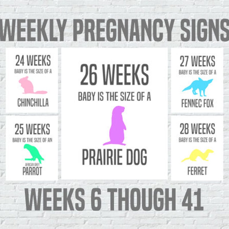 Pregnancy Weekly Signs - Etsy