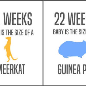 Weekly Pregnancy Signs, Baby Size Compared to Animals, Weeks 6-41 ...