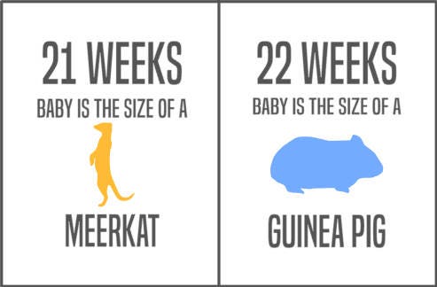 Weekly Pregnancy Signs, Baby Size Compared to Animals, Weeks 6-41 ...