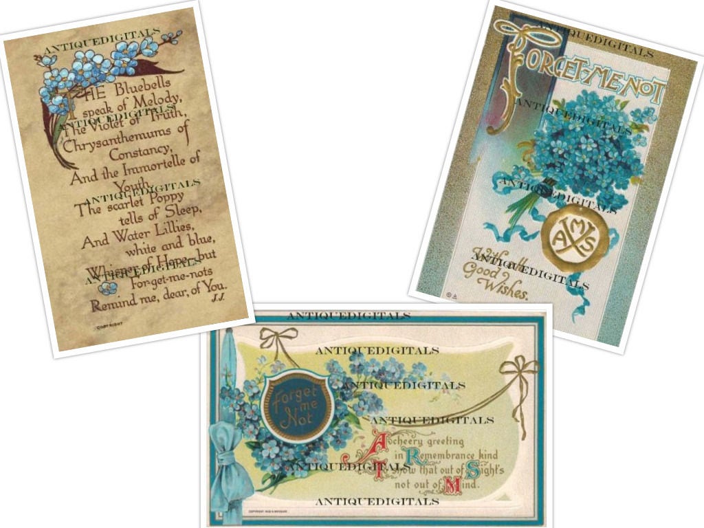 Antique Vintage Forget Me Not Postcard Images Digital Download for ...