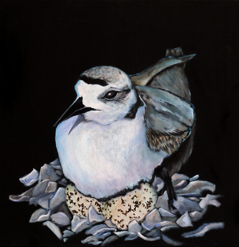 Snowy Plover Painting - 8.5 X 11" Print From Original Acrylic Painting ...