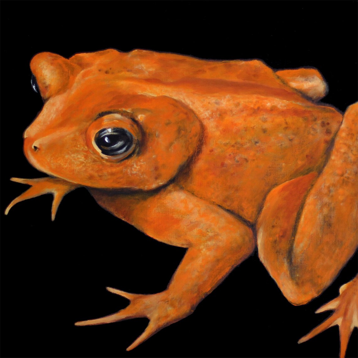 Golden Toad Painting - 8.5 X 11" Print From Original Acrylic Painting ...