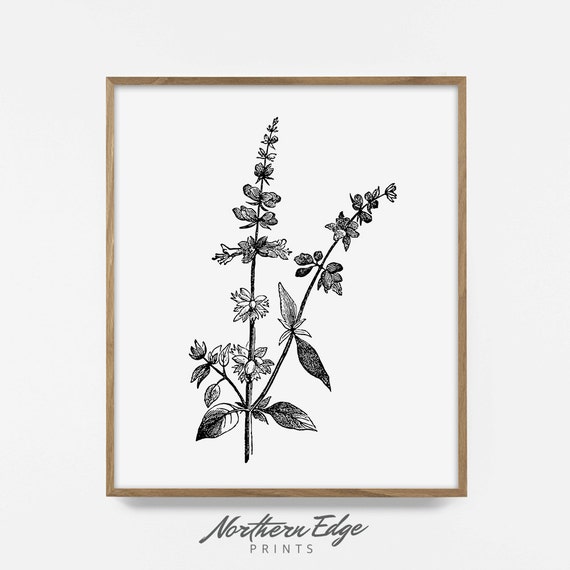 Basil Printable Kitchen Herb Print Kitchen Wall Art Dill | Etsy