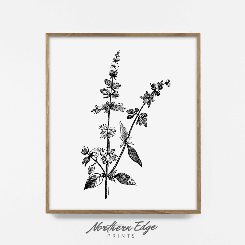 Basil Printable Kitchen Herb Print Kitchen Wall Art Dill | Etsy