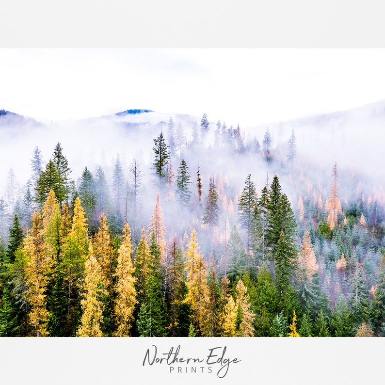 Scandinavian Forest Fog Print Pine Fog Wall Art Minimalist - Etsy