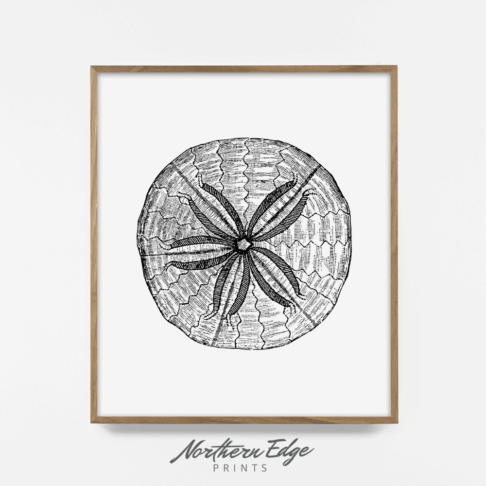 Sand Dollar Drawing