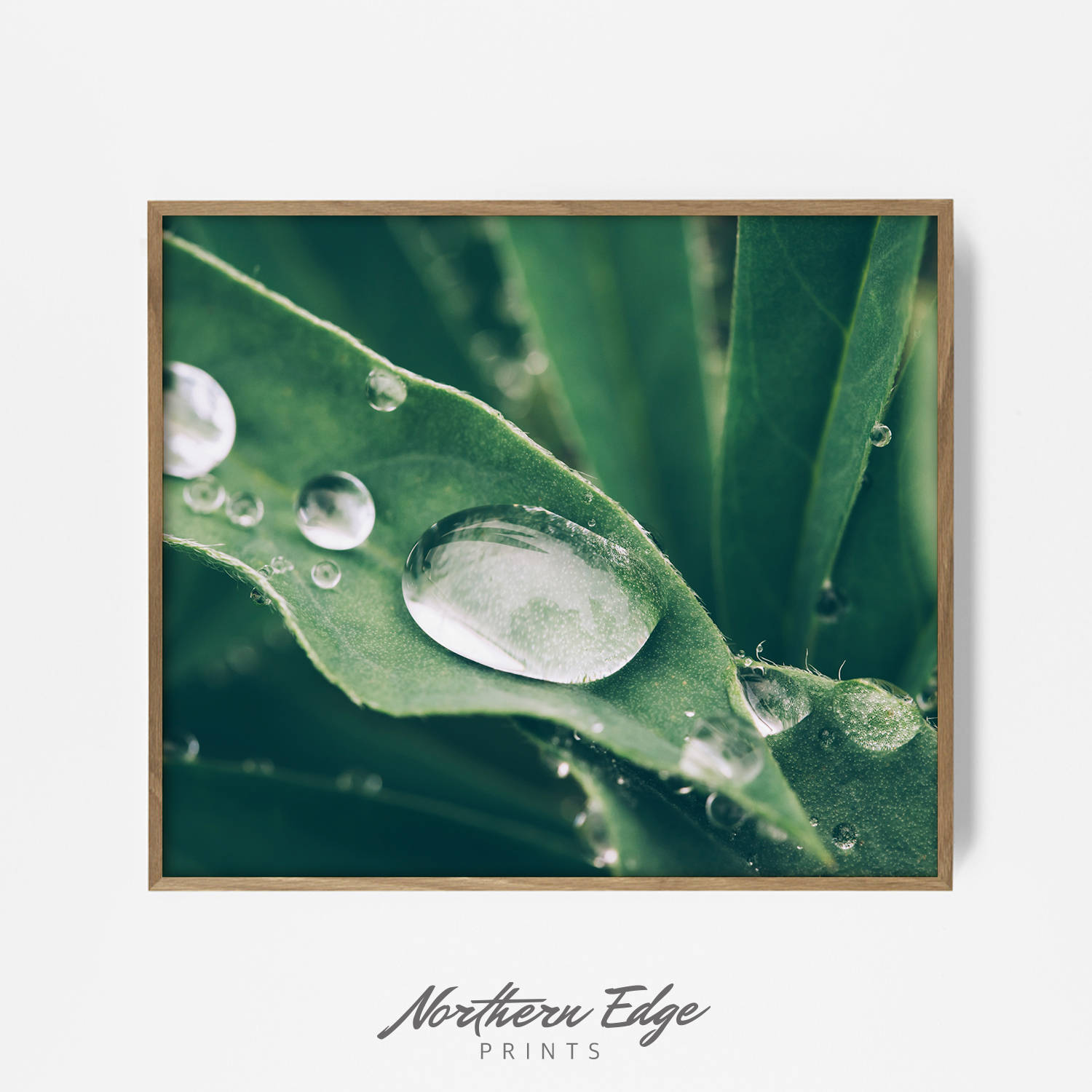 Water droplet print botanical print botanical photo leaf | Etsy