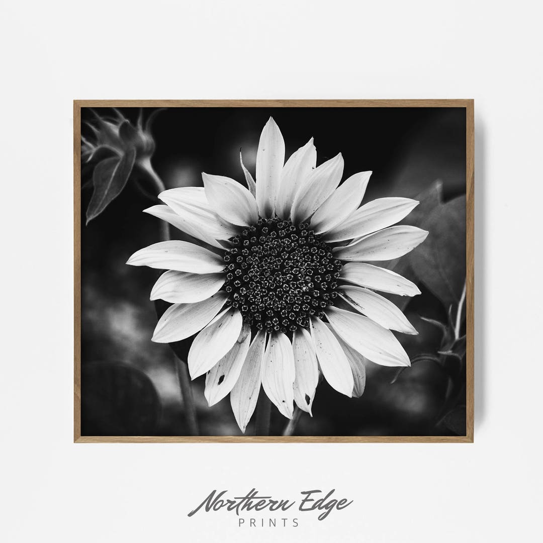 Bw Sunflower Print, Printable Flower, Sunflower Art, Sunflower Decor ...