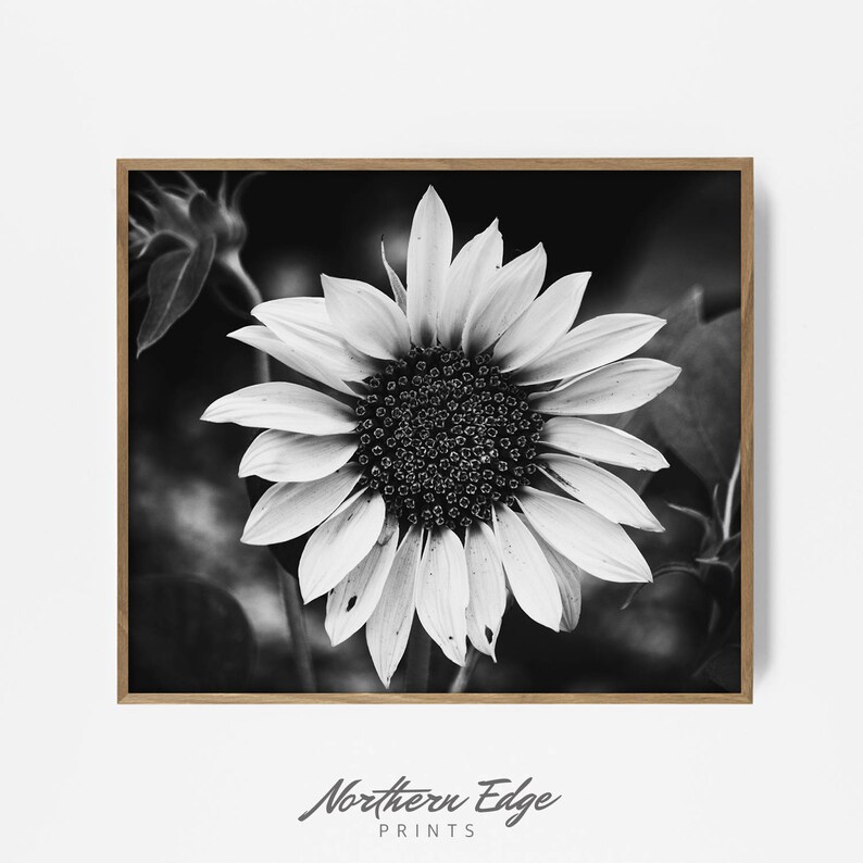 Bw Sunflower Print Printable Flower Sunflower Art Sunflower - Etsy