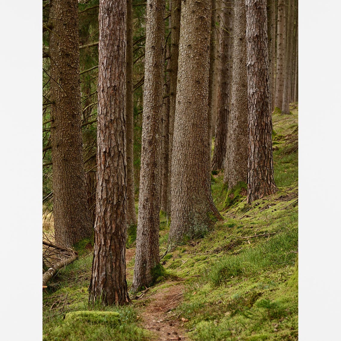Forest Print Tree Print Printable Photography Printable | Etsy