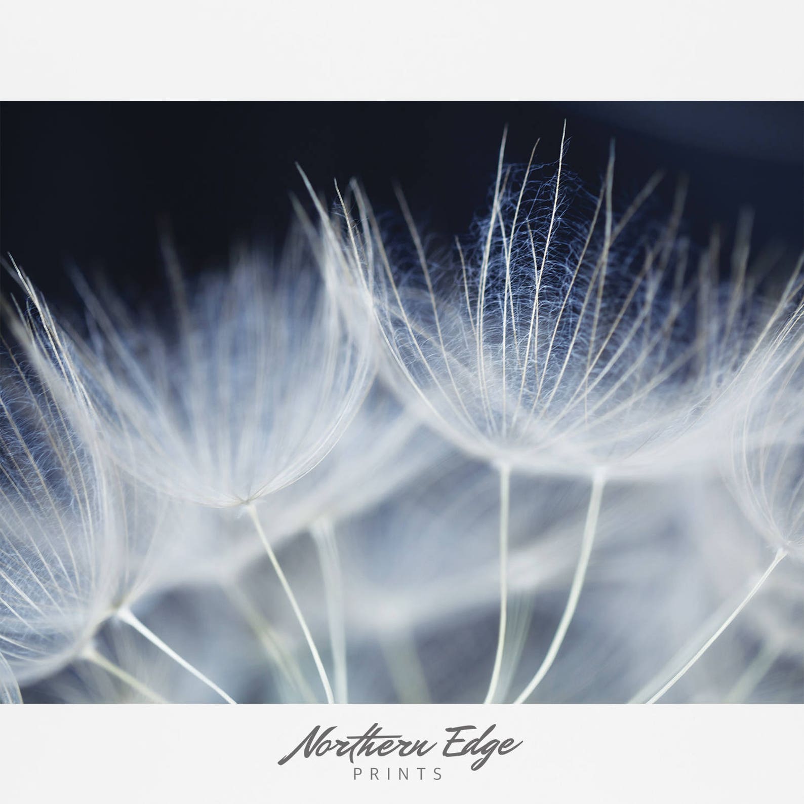 Macro Dandelion Print Macro Wall Art Macro Photography - Etsy