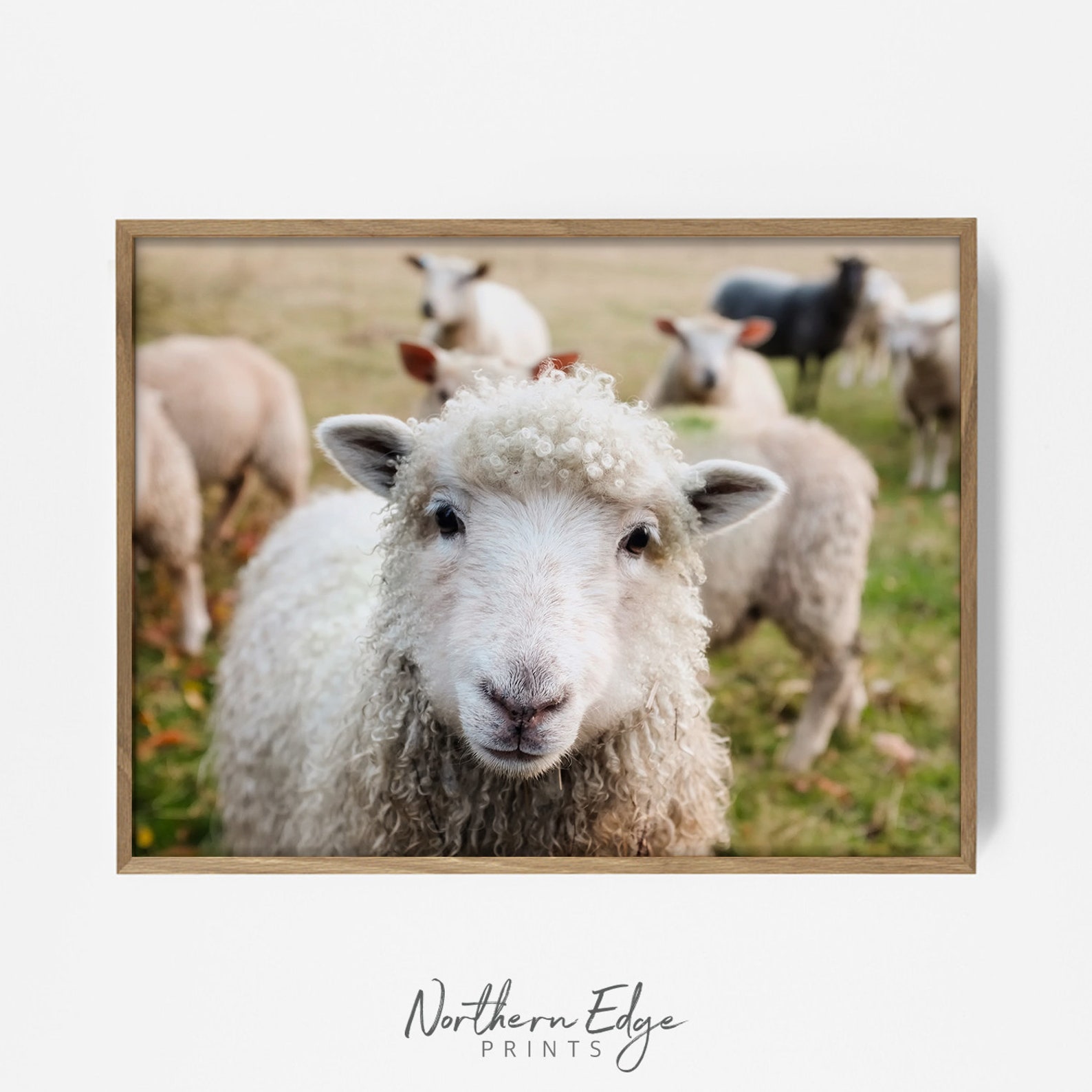 Cute Sheep Print Farmhouse Decor Sheep Wall Photo Peekaboo - Etsy