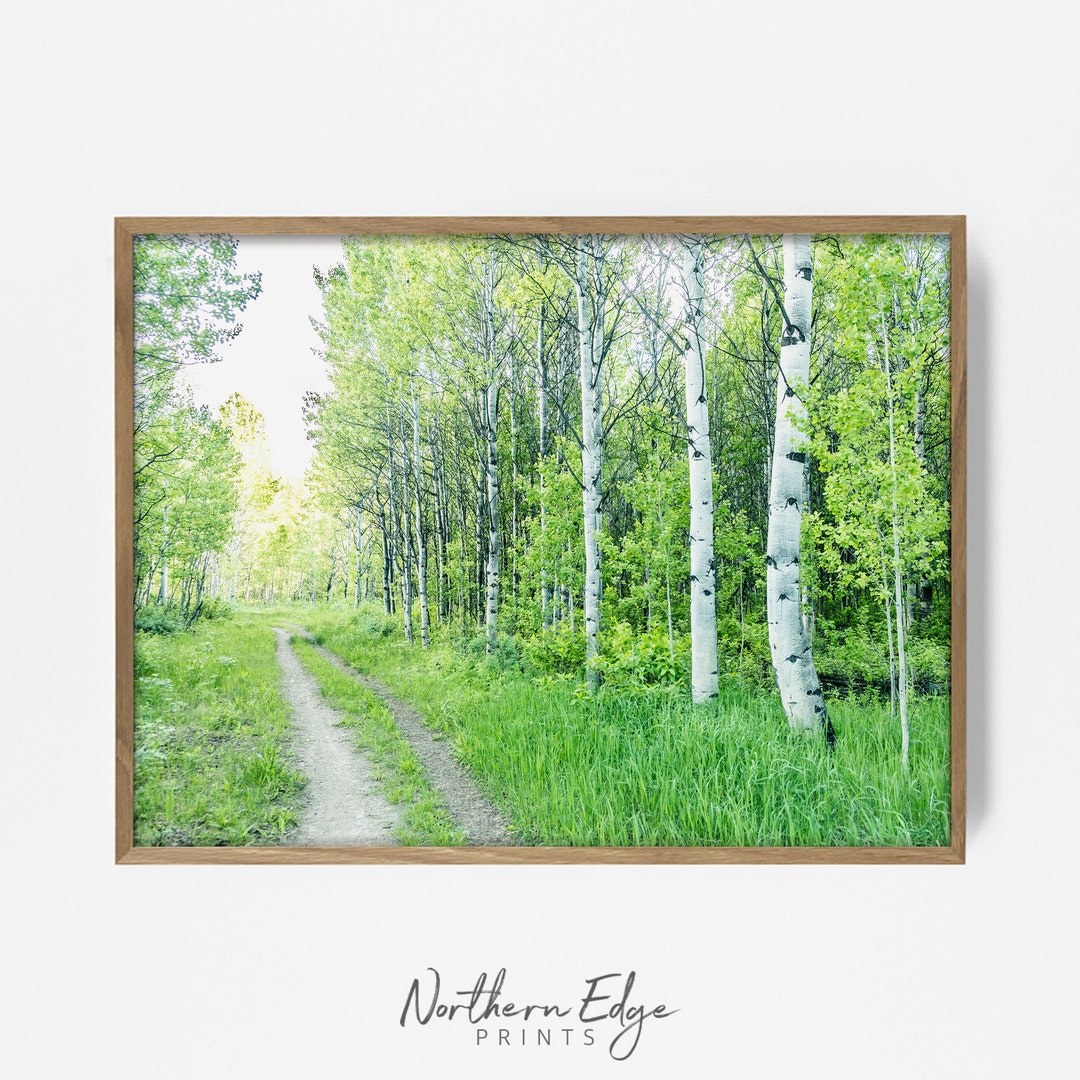 Aspen Forest Path Green Tree Wall Art Summer Woodland Print - Etsy