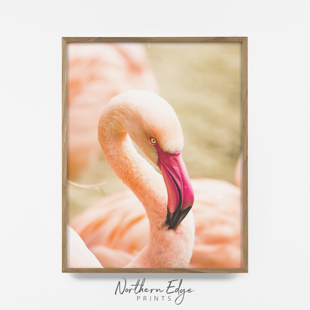 Pink Flamingo Print, Retro Flamingo Photo, Retro Print, Pink Wall Print ...