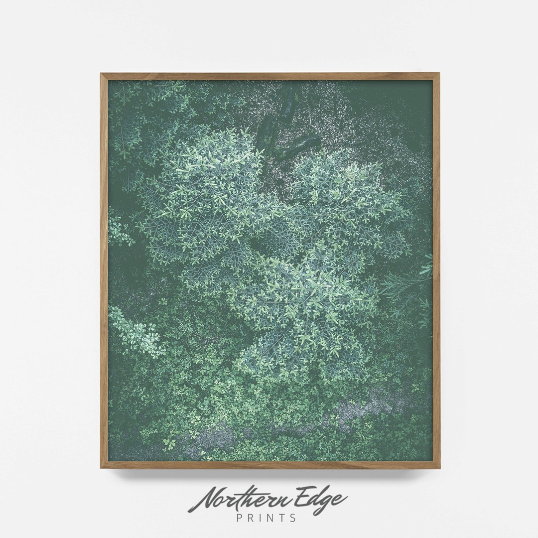 Forest Print, Printable Nature Art, Tree Top Print, Path Print, Tree ...