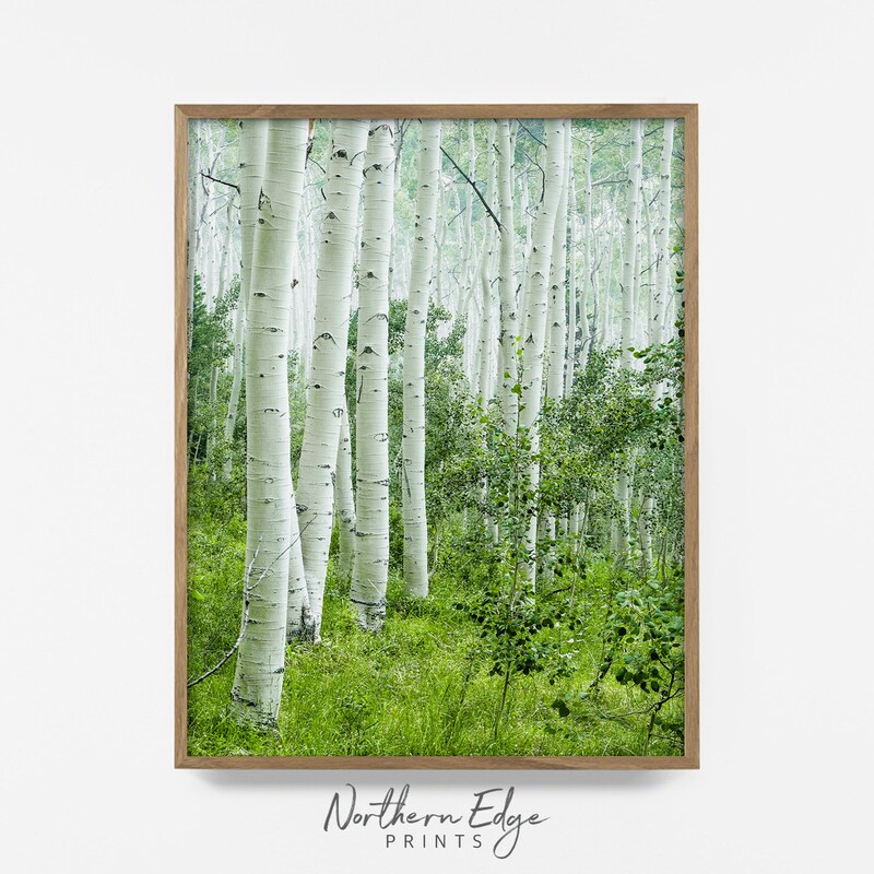 Birch Bark Artwork - Etsy