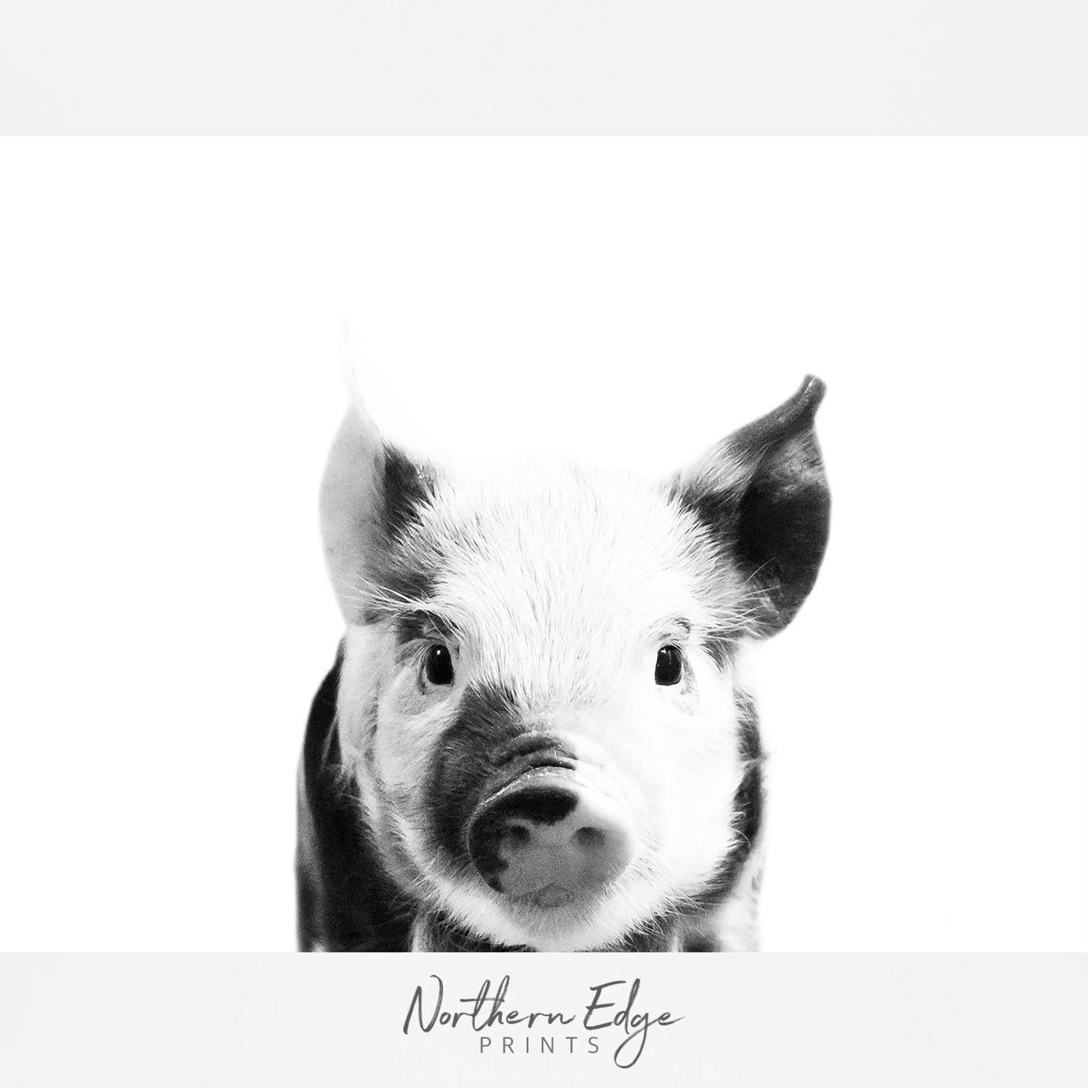 Farm Animal Print Piglet Print Pig Wall Art Pig Print | Etsy