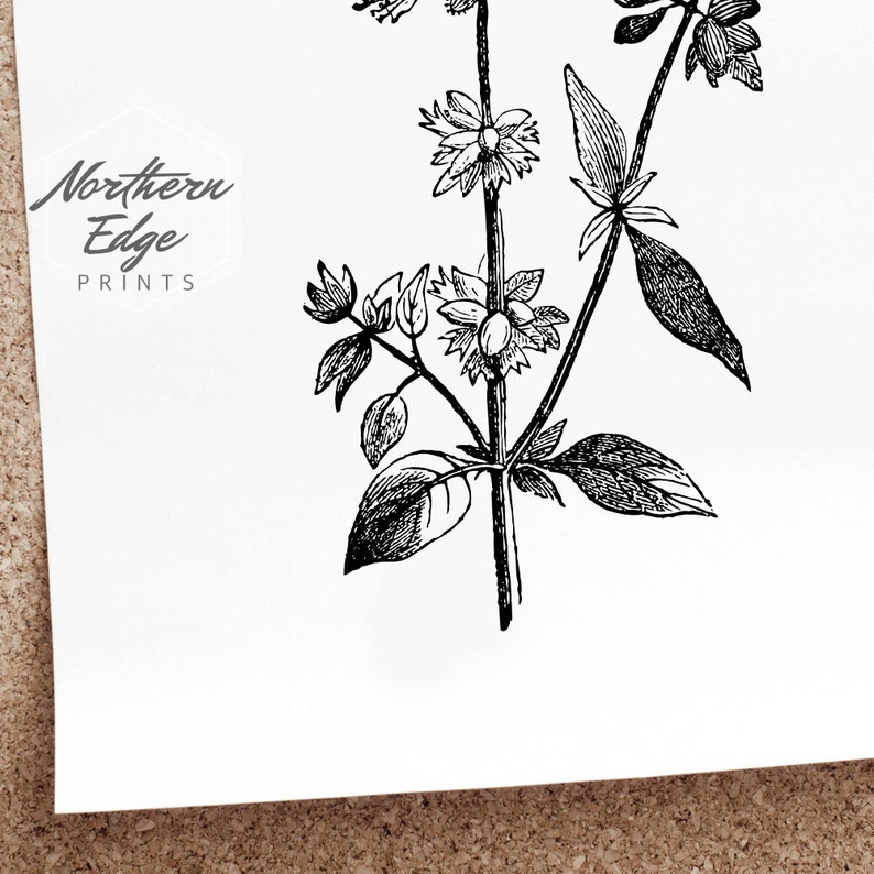 Basil Printable Kitchen Herb Print Kitchen Wall Art Dill | Etsy