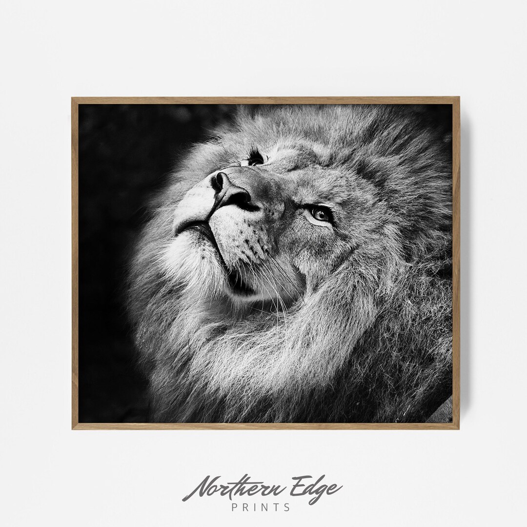 Lion Print, Lion Art, Animal Print, Safari Print, Safari Art, Animal ...