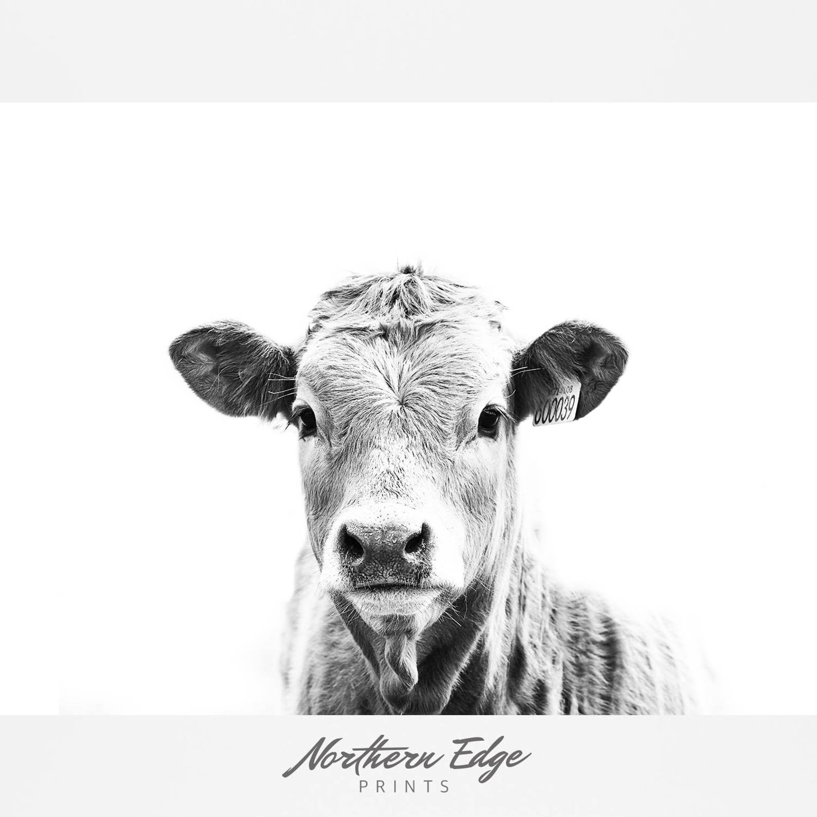 Bw Cow Print Cow Wall Art Steer Print Bw Southwest Print - Etsy