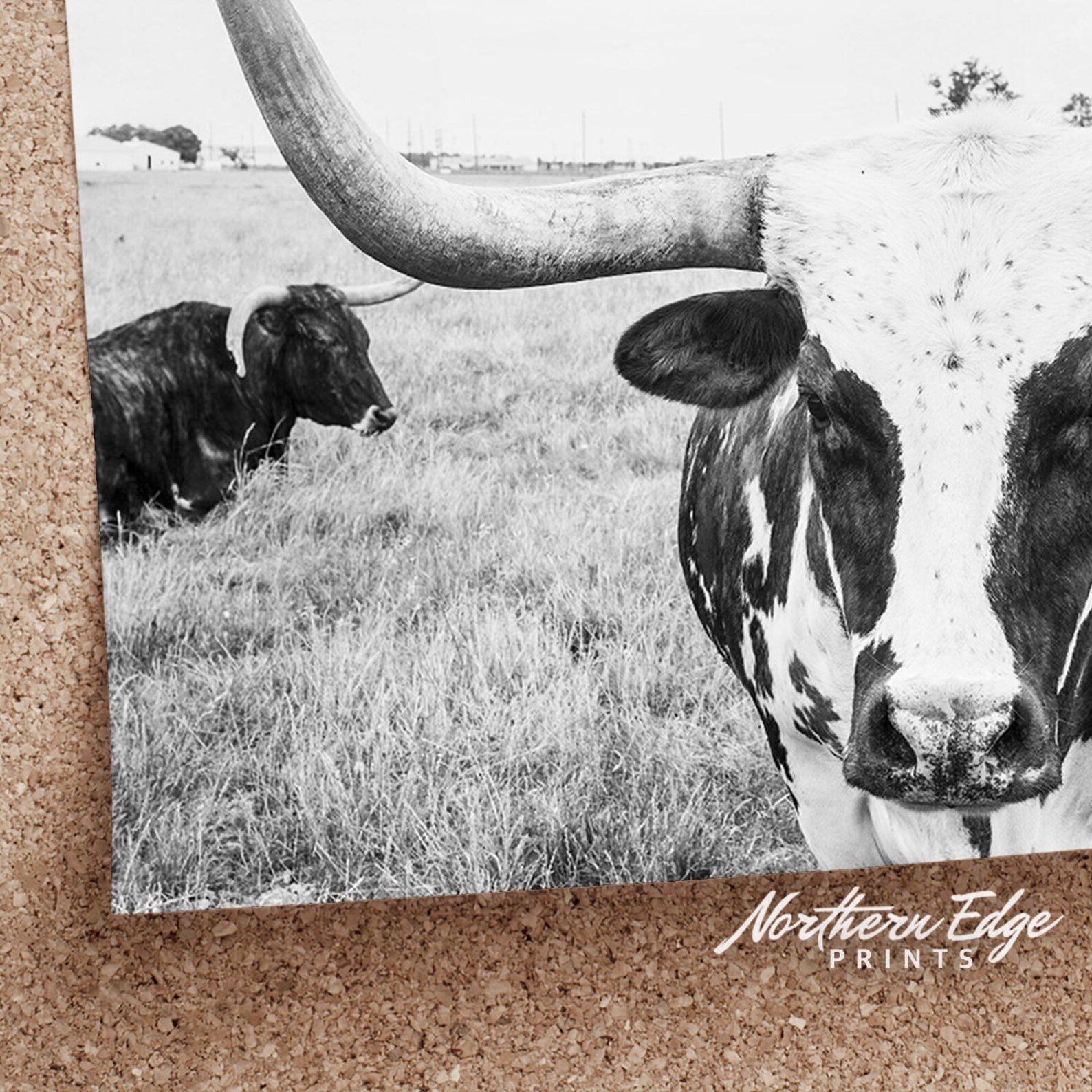 Bw Steer Print, Bw Longhorn Print, Longhorn Wall Art, Longhorn Art ...