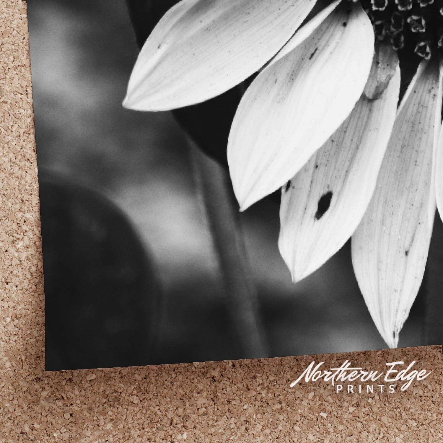 Bw Sunflower Print Printable Flower Sunflower Art Sunflower - Etsy