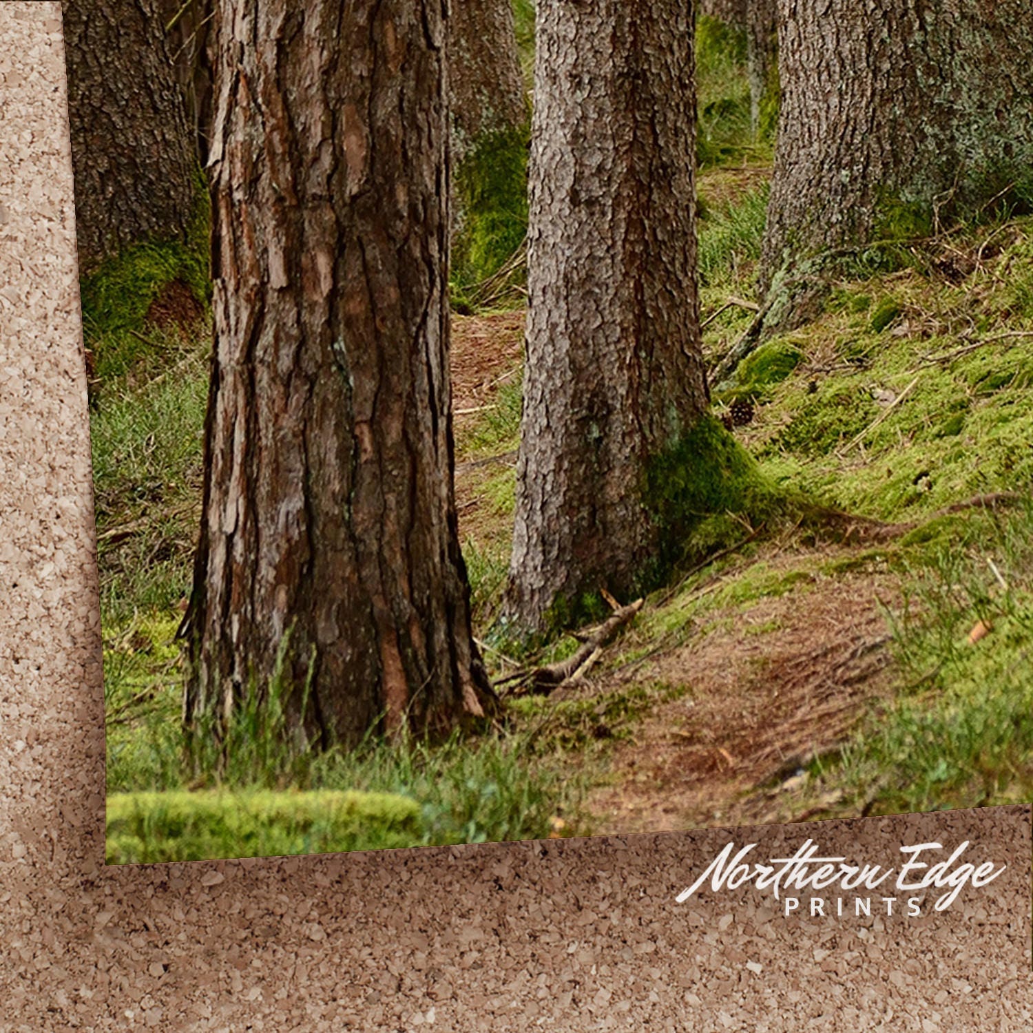 Forest Print Tree Print Printable Photography Printable | Etsy