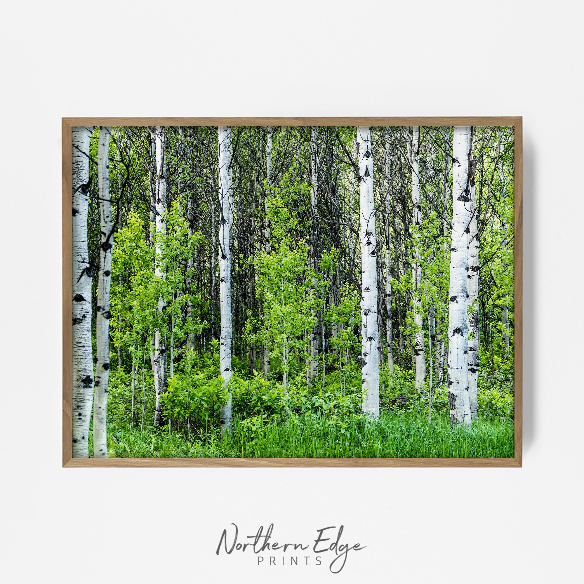 Aspen Forest Print Green Tree Wall Art Summer Woodland - Etsy