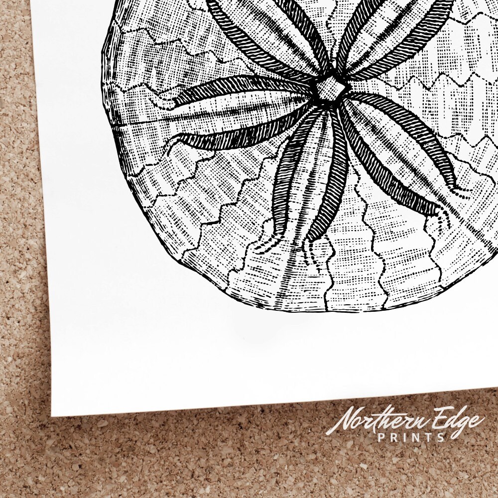 Sand Dollar Printable Print Tropical Beach Summer | Etsy