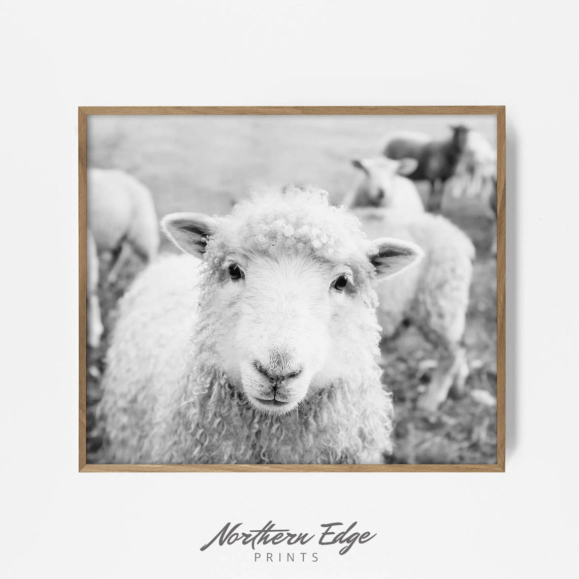 Sheep Print, Farm Decor, Sheep Wall Photo, Printable Farm Art, Peekaboo ...