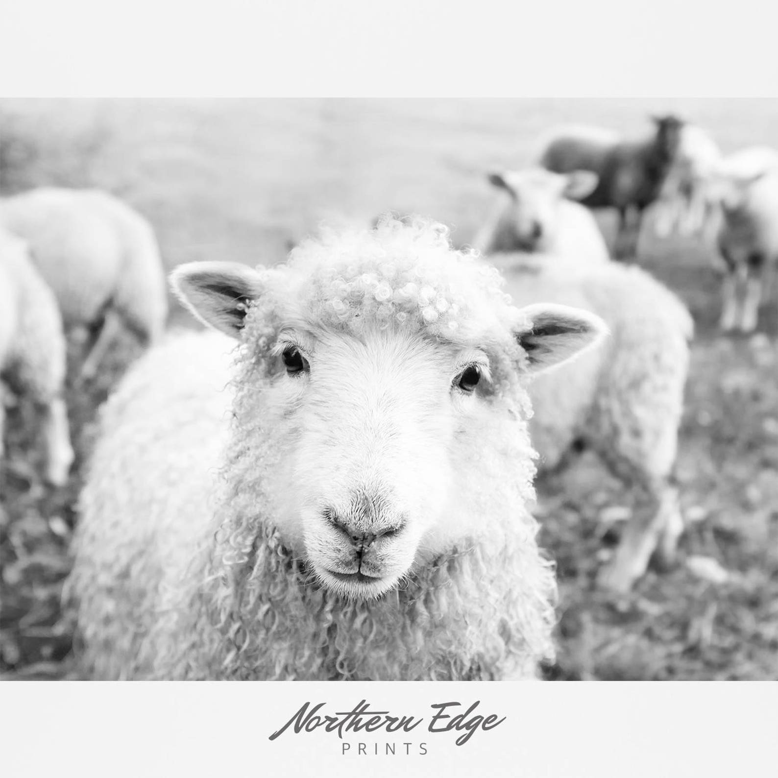 Sheep Print Farm Decor Sheep Wall Photo Printable Farm Art | Etsy