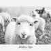 Sheep Print, Farm Decor, Sheep Wall Photo, Printable Farm Art, Peekaboo ...