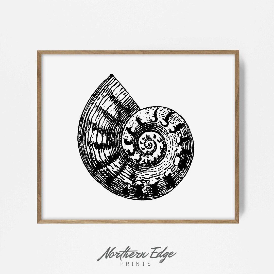 Nautilus Shell, Printable Print, Tropical, Beach, Summer, Posters, Wall ...
