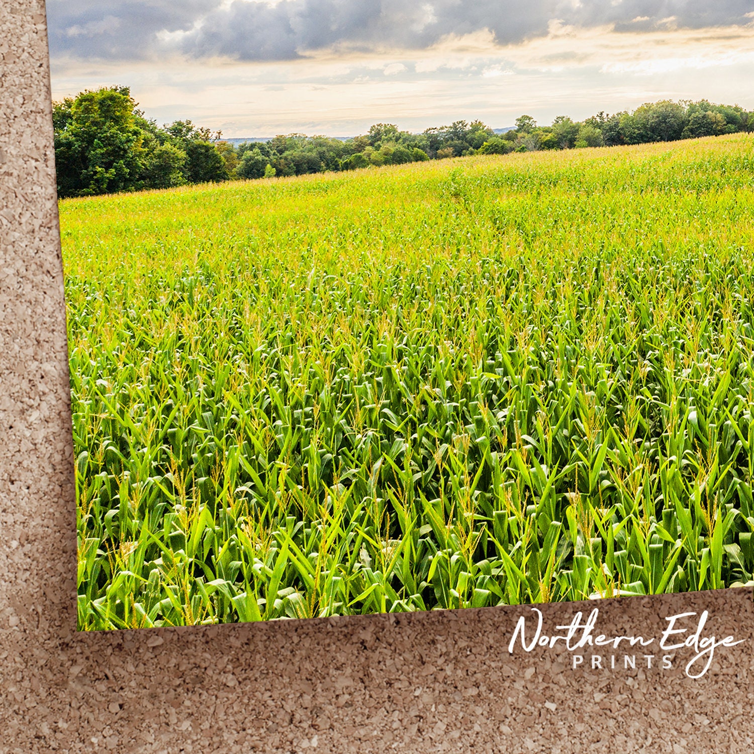 Green Corn Field Print Country Art Rustic Barn Rustic | Etsy