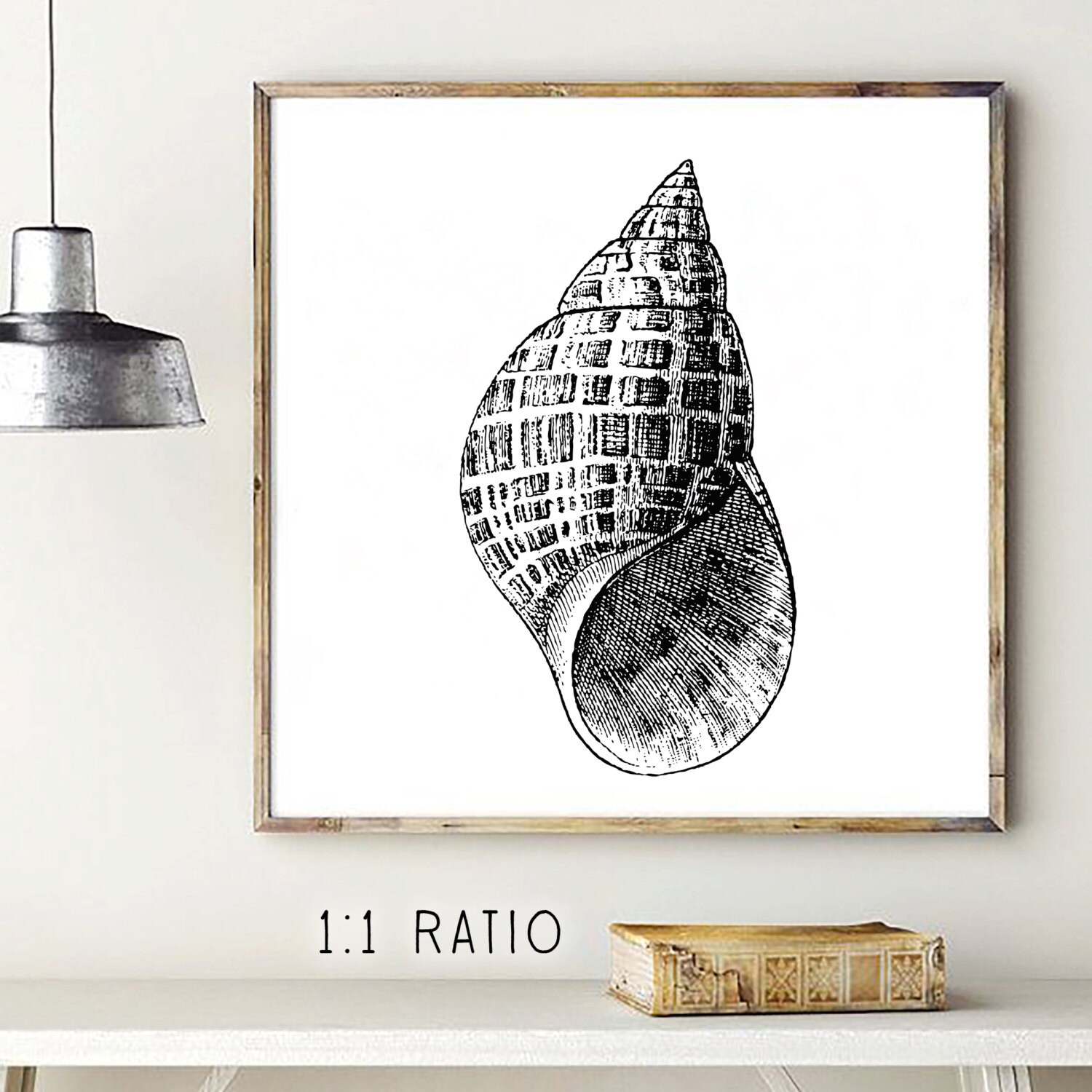 Nutmeg Shell Printable Print Tropical Beach Summer | Etsy