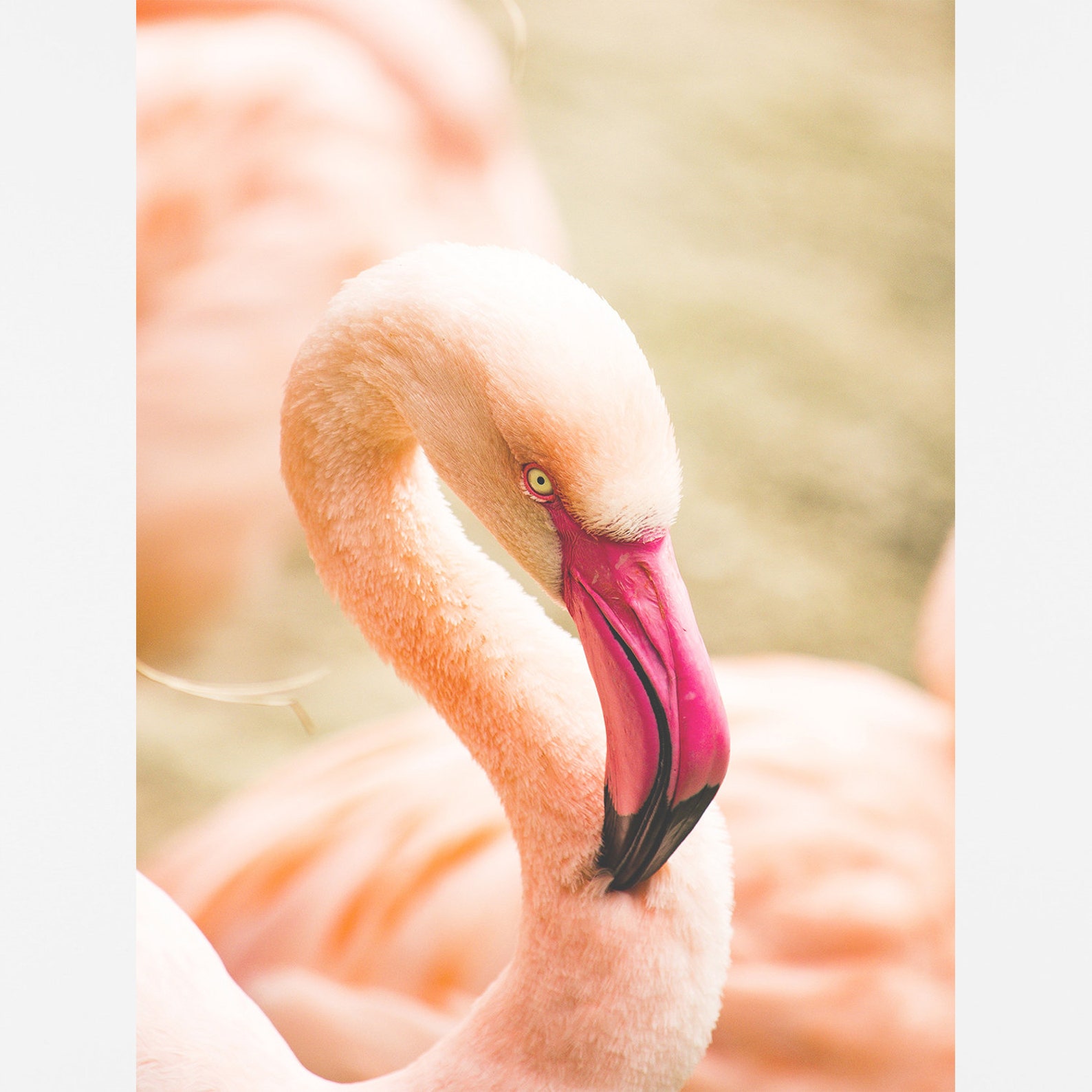 Pink Flamingo Print Retro Flamingo Photo Retro Print Pink - Etsy