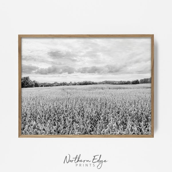 Corn Field - Etsy