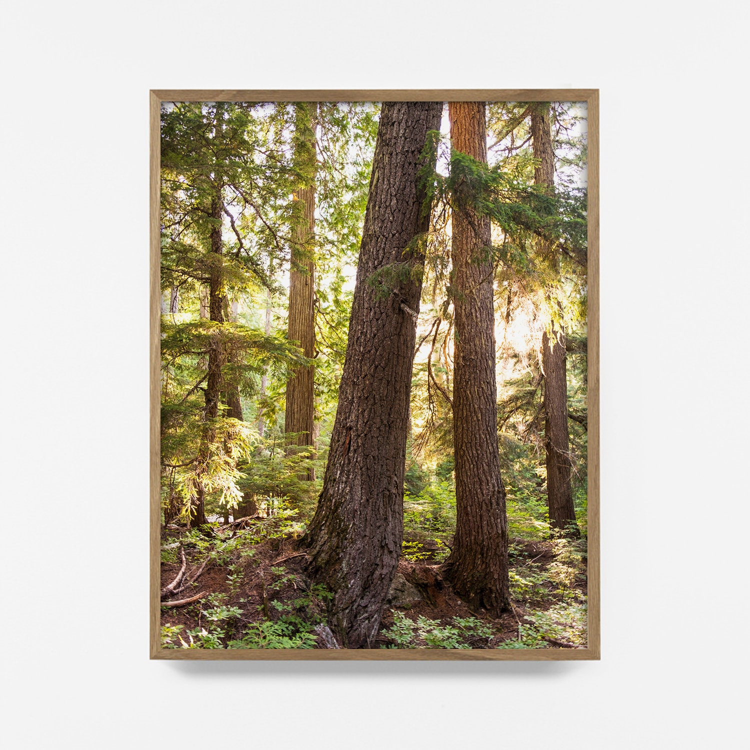 Forest Print Tree Print Printable Photography Printable - Etsy