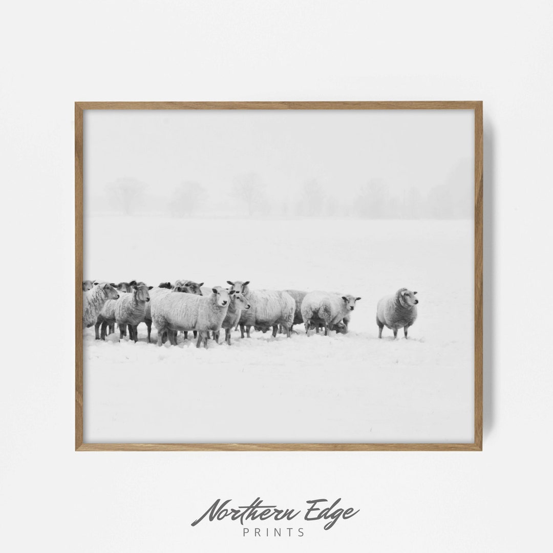 Sheep Print, Printable Art, Sheep Wall Decor, Sheep Art, Country Print ...