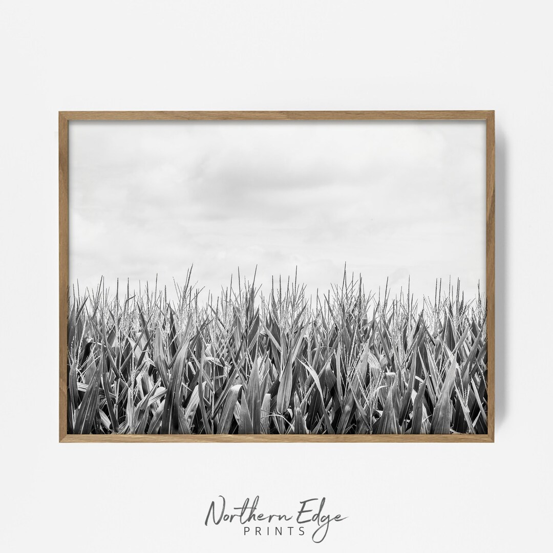 Beautiful Corn Field Print, Country Art, Rustic Country, Farm House ...