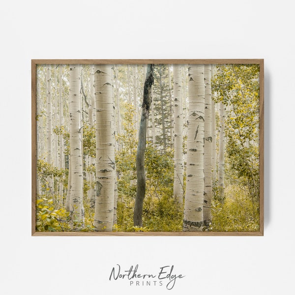 Birch Tree Forest - Etsy
