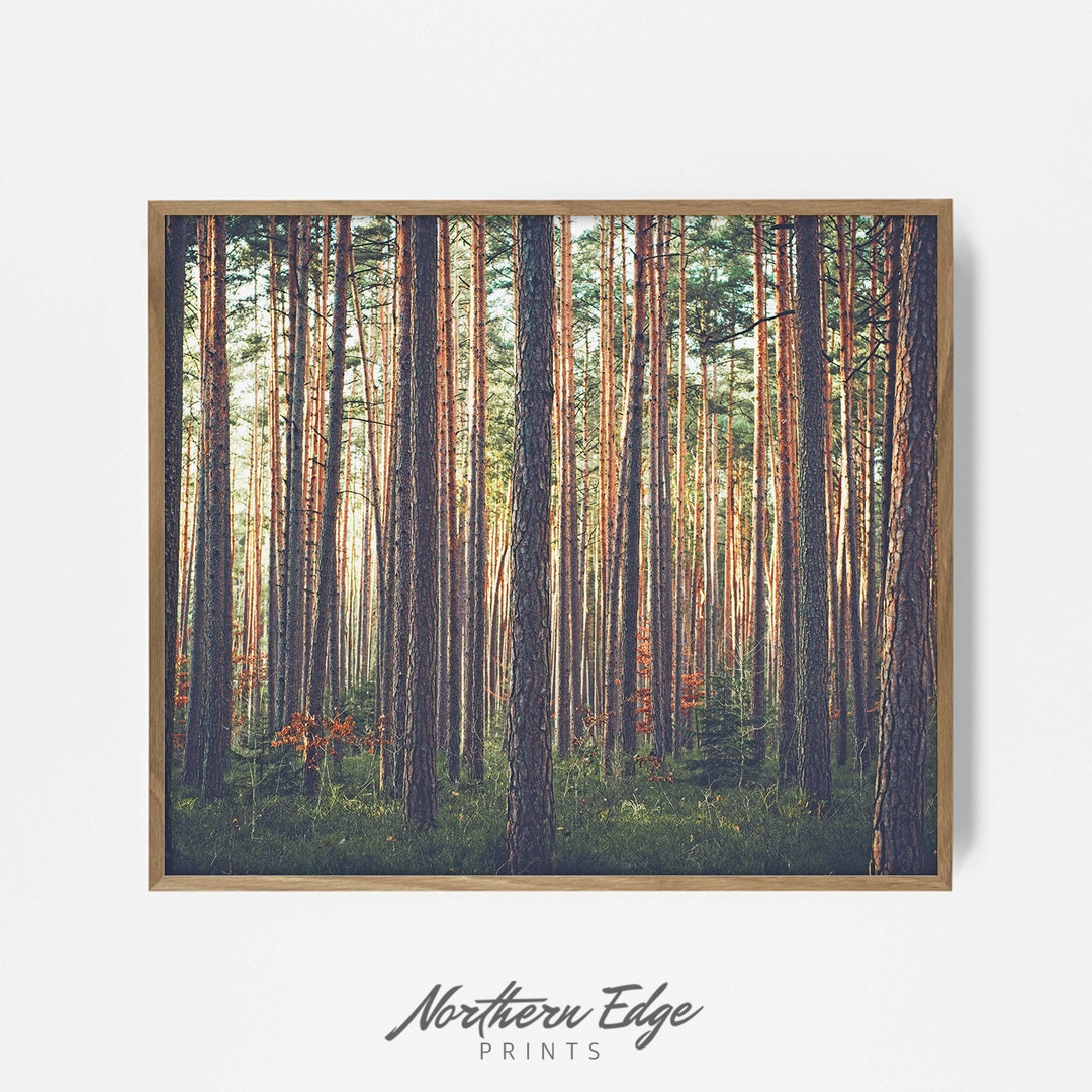 Rich Forest Print, Tree Wall Print, Printable Nature Photo, Printable ...